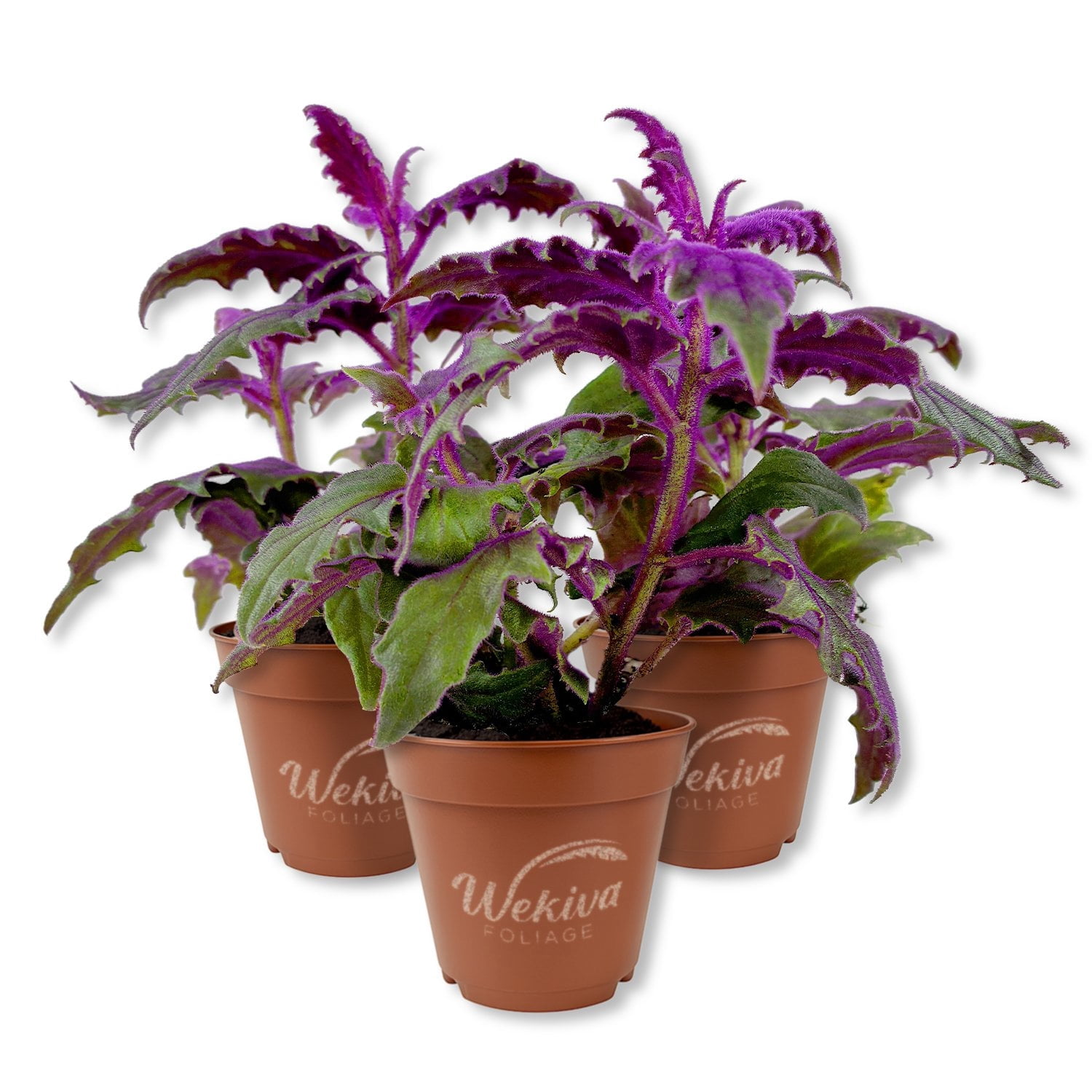 Purple Passion Plant - Royal Velvet Plant - 3 Live Starter Plants in 2 ...
