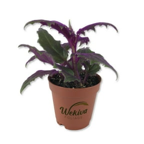 4-PILEA-PEPEROMIODES Chinese Money Pilea Peperomioides Plant in 4 in ...