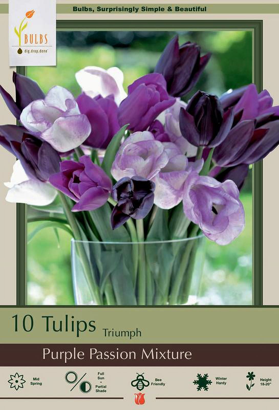 Purple Passion Tulip Mixture - 10 Bulbs - Best Purple & White - 12/+ cm ...