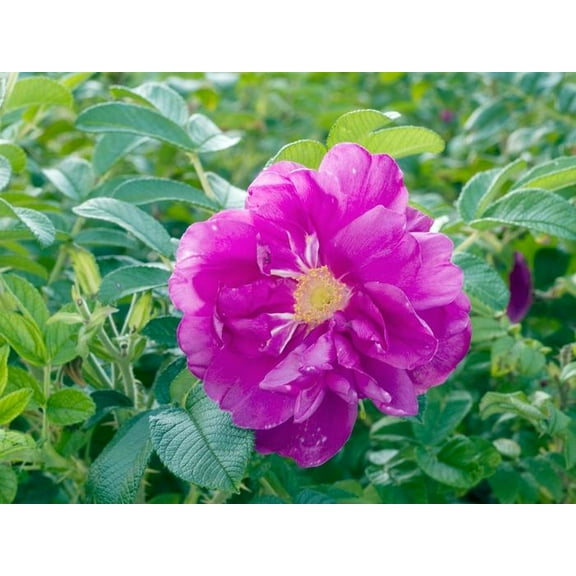 Snow Pavement Rose