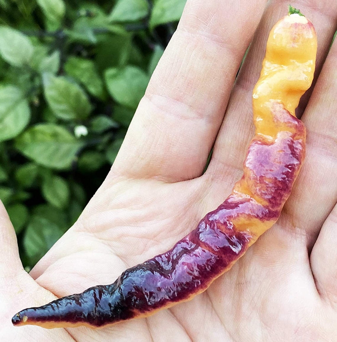 Purple Peach Pepper Premium Seeds Packet - Walmart.com