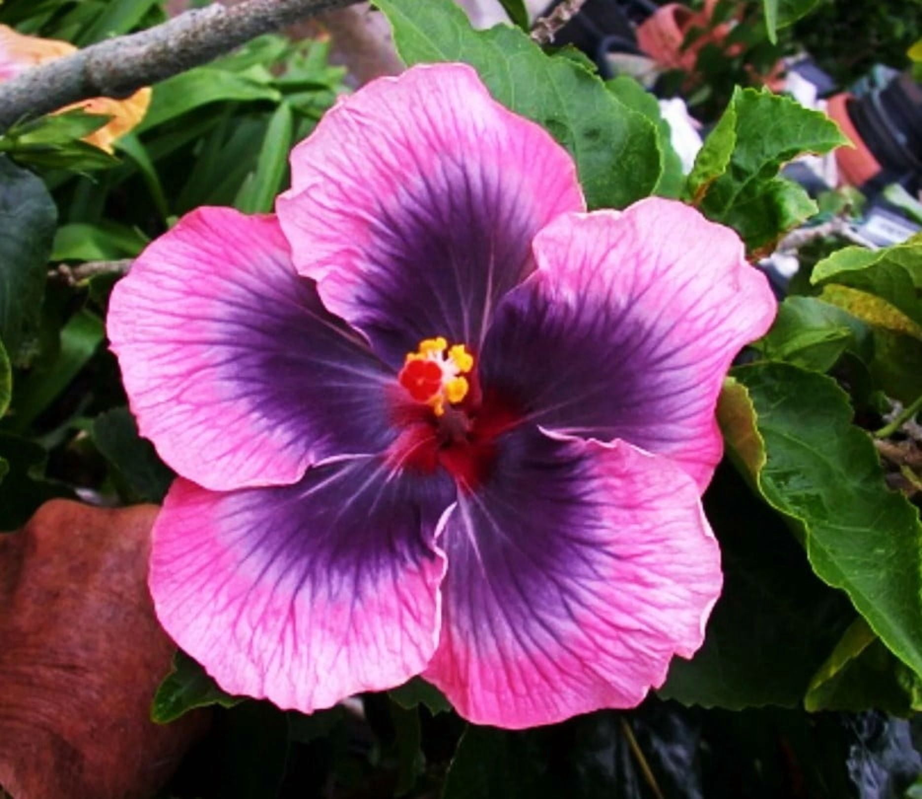 Purple Pink Hibiscus Start Live Plant 5-7" Tall Seedling Plant Purple ...