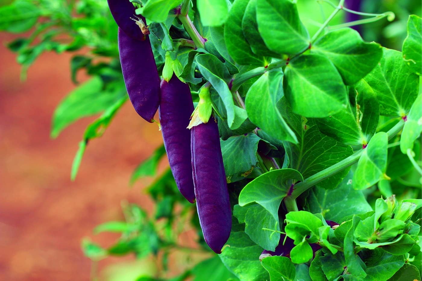 Purple Pod Pea Seeds for Planting - 10 Seeds - Heirloom and Non-GMO ...