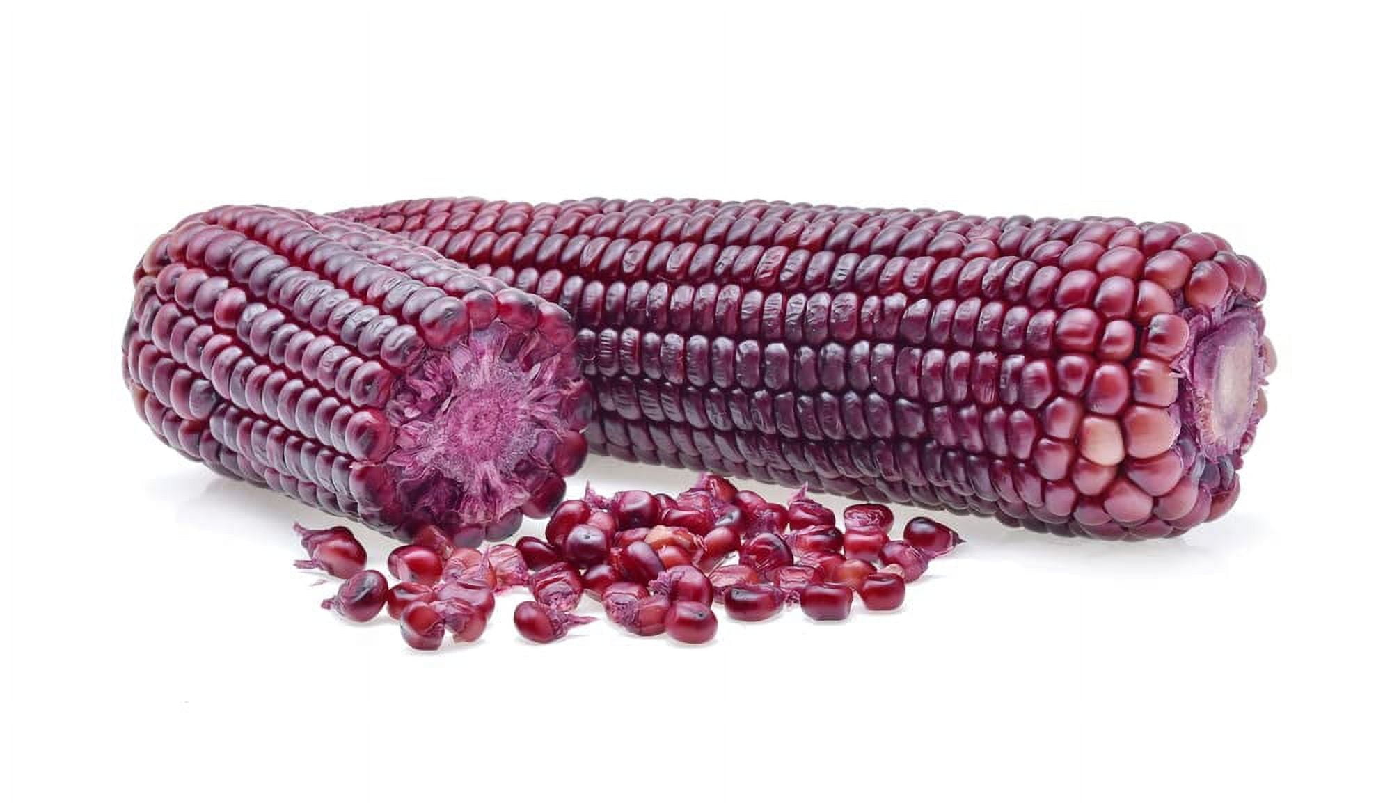 Purple Popcorn Corn Seeds - 50 Seeds for Planting - Prized for Popcorn ...