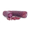 Purple Popcorn Corn Seeds - 50 Seeds for Planting - Prized for Popcorn ...