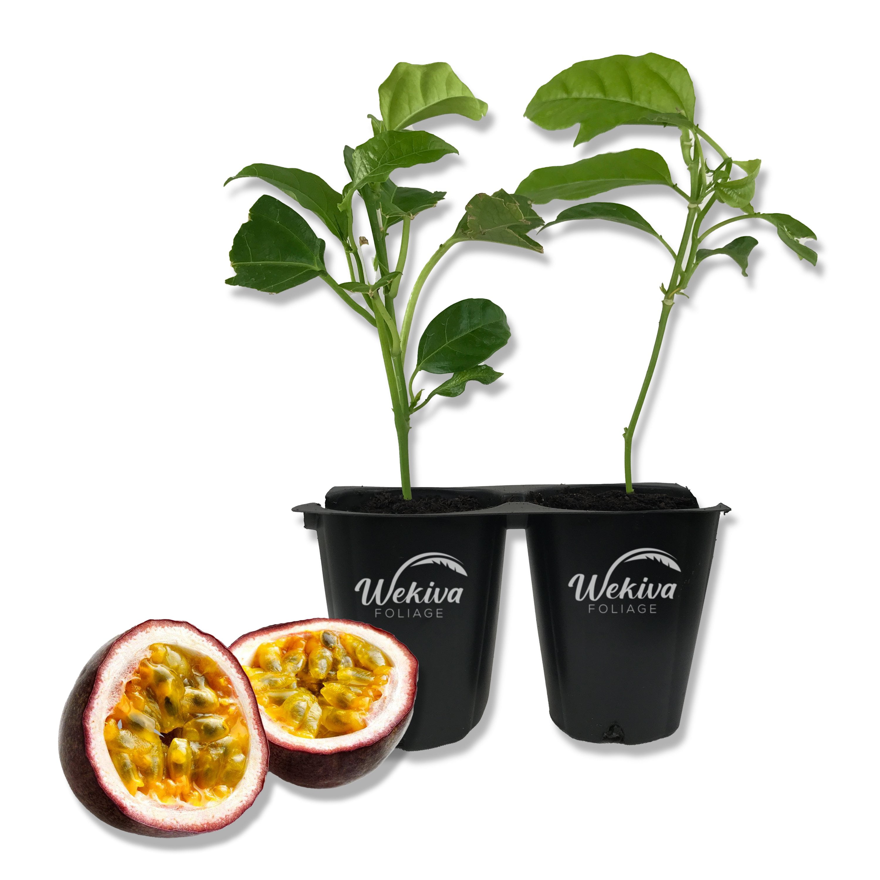 Purple Possum Passion Fruit Plant - 2 Live Tissue Culture Starter ...