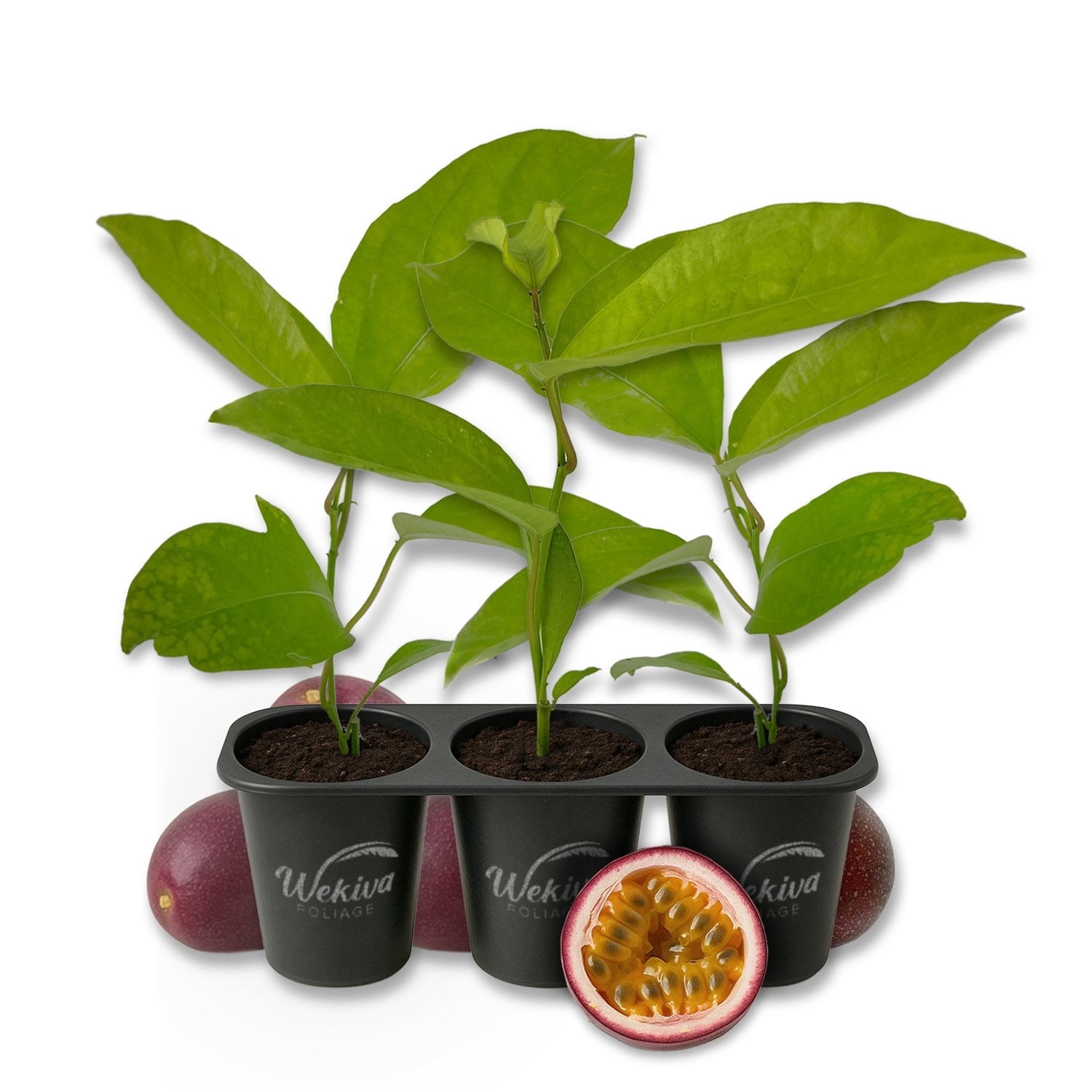 Purple Possum Passion Fruit Plant - 3 Live Starter Plants - Passiflora ...