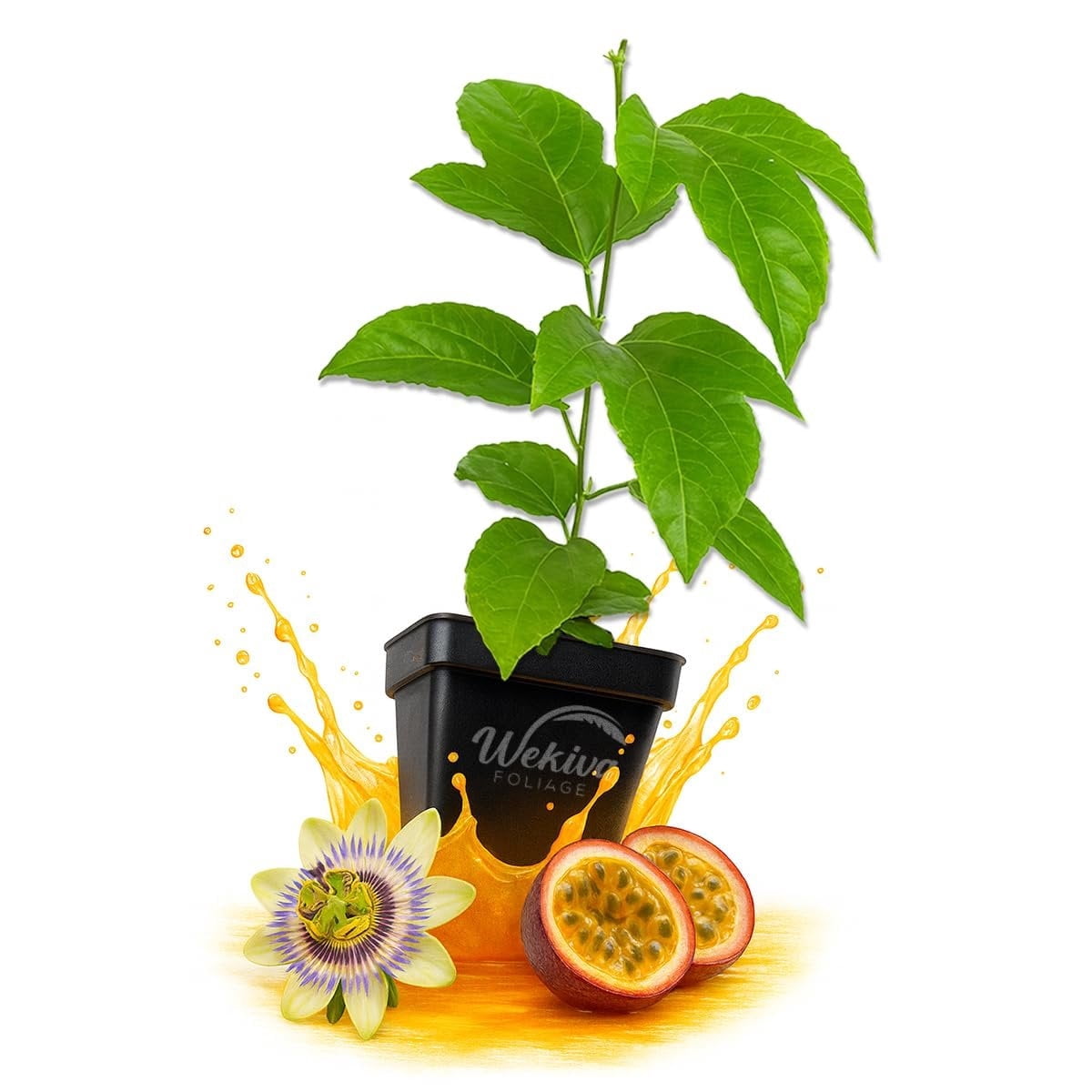 Purple Possum Passion Fruit Plant - 4 Live Plants in 3 Inch Growers ...