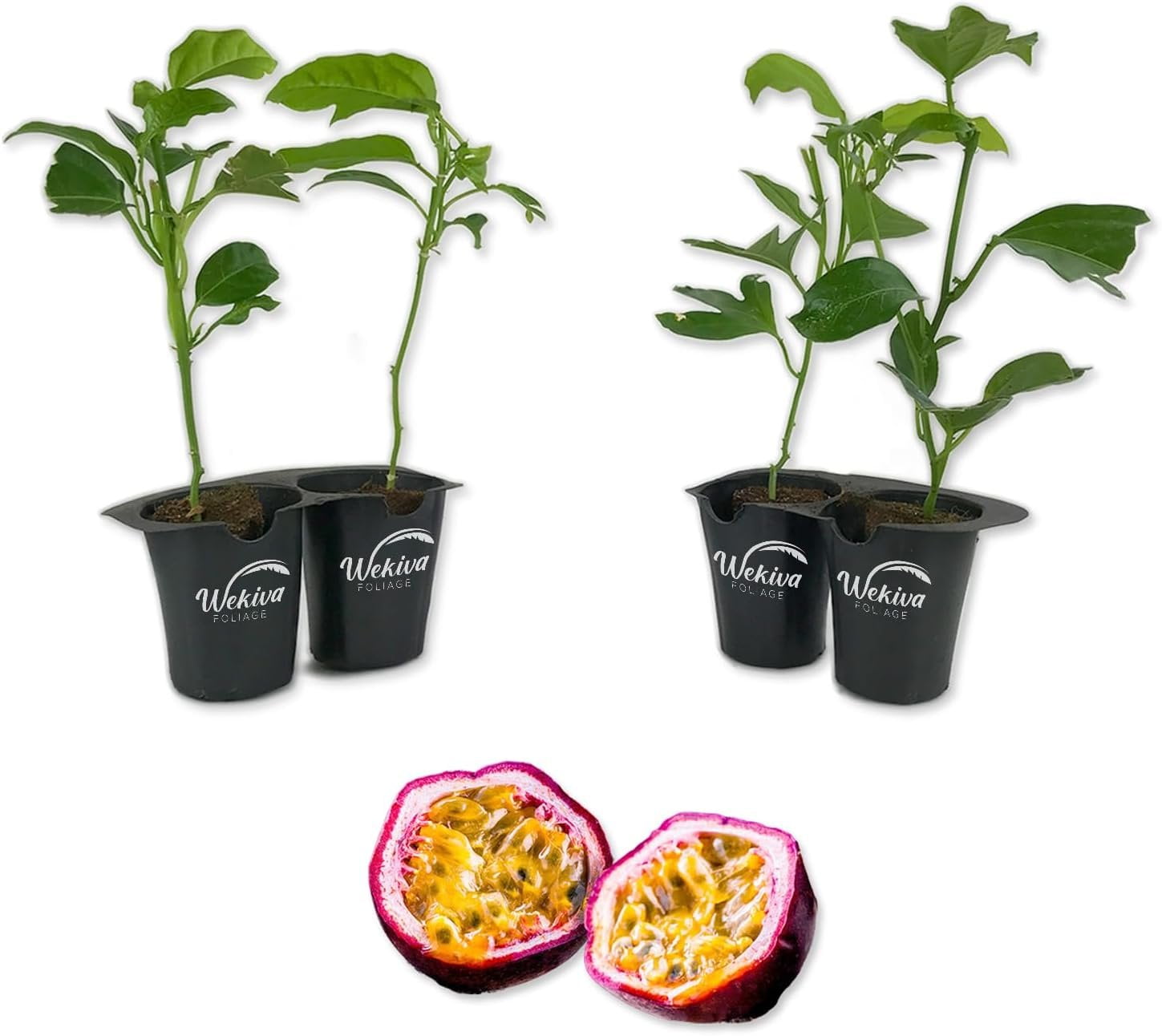 Purple Possum Passion Fruit Plant 4 Live Starter Plants Edible Fruit Bearing Vine For The