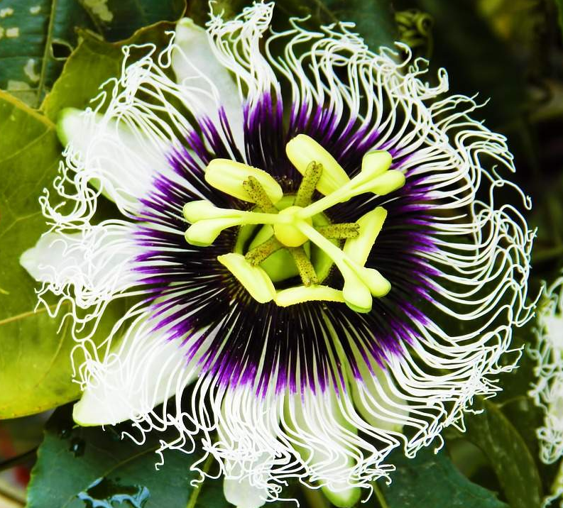 Purple Possum Passion Fruit Tree Live Plant, Purple Passionfruit Vine ...