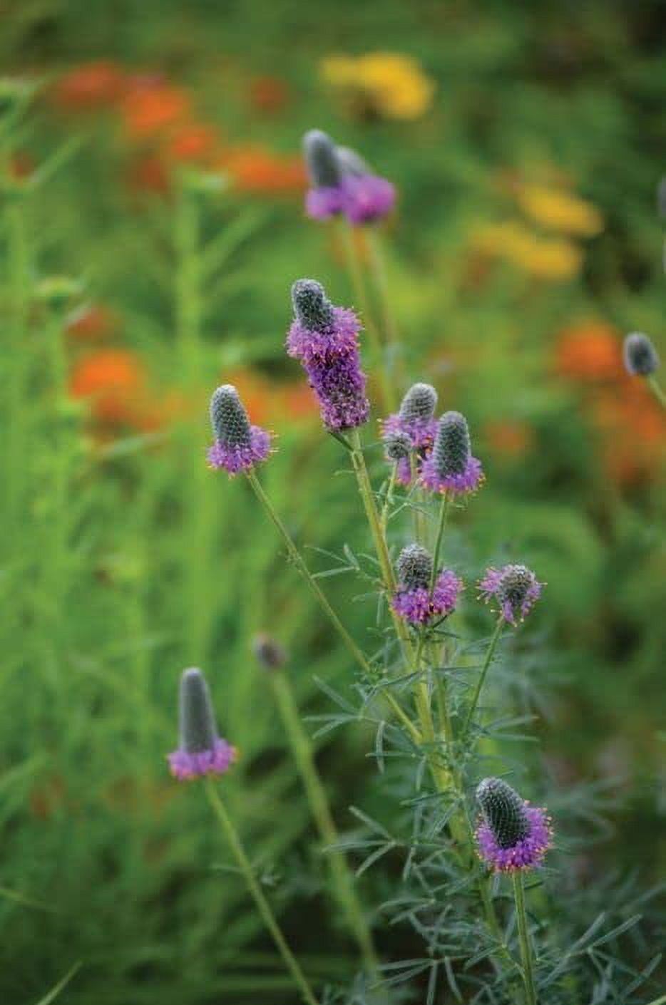 Purple Prairie Clover Seeds for Planting (50 Seeds) - Dalea purpurea ...