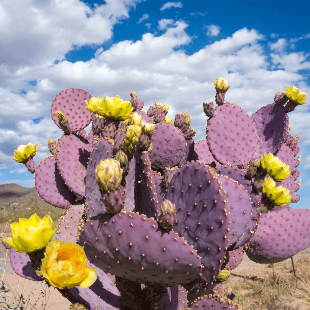 Purple Prickly Pear Cactus Plant Live 6-8 Inch Tall, Cactus for Growing ...
