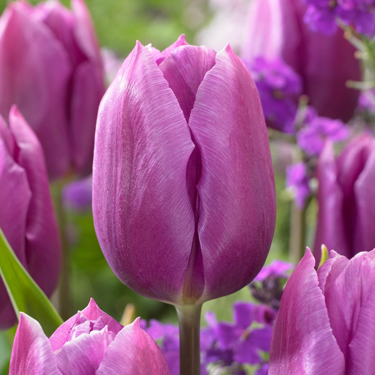 Purple Pride Darwin Hybrid Tulip Dormant Spring Flowering Bulbs 25 Pack ...