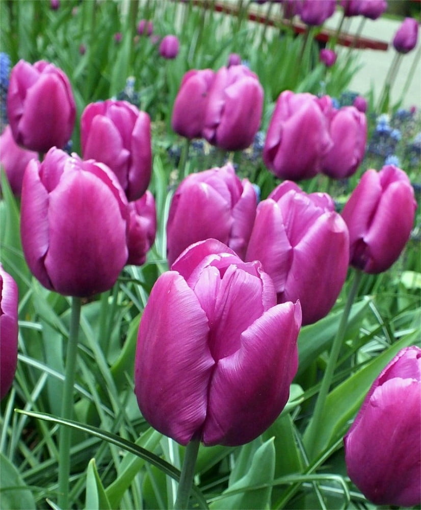 Purple Prince Tulip 10 Bulbs - 12/+ cm Bulbs - Walmart.com