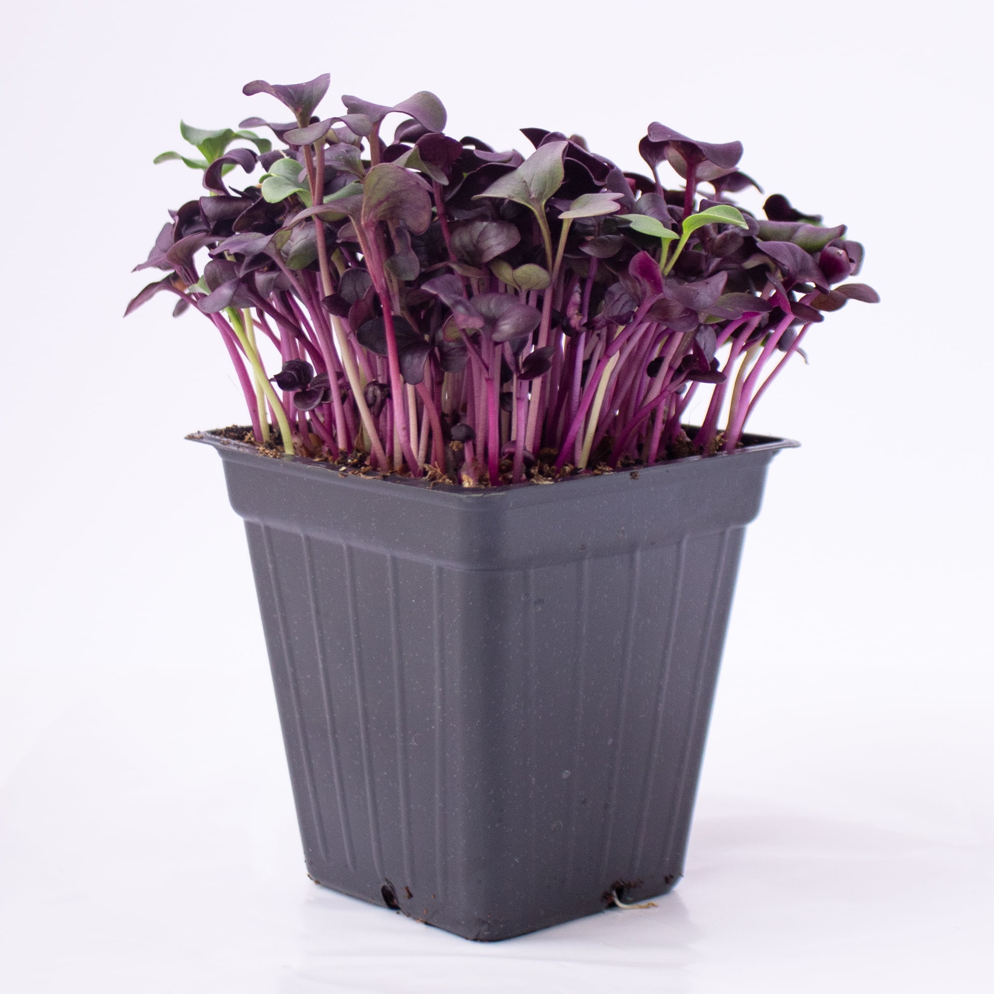 Purple Radish Microgreens Seeds - 1 Lb ~42,800 Seeds - Premium, Non-GMO ...