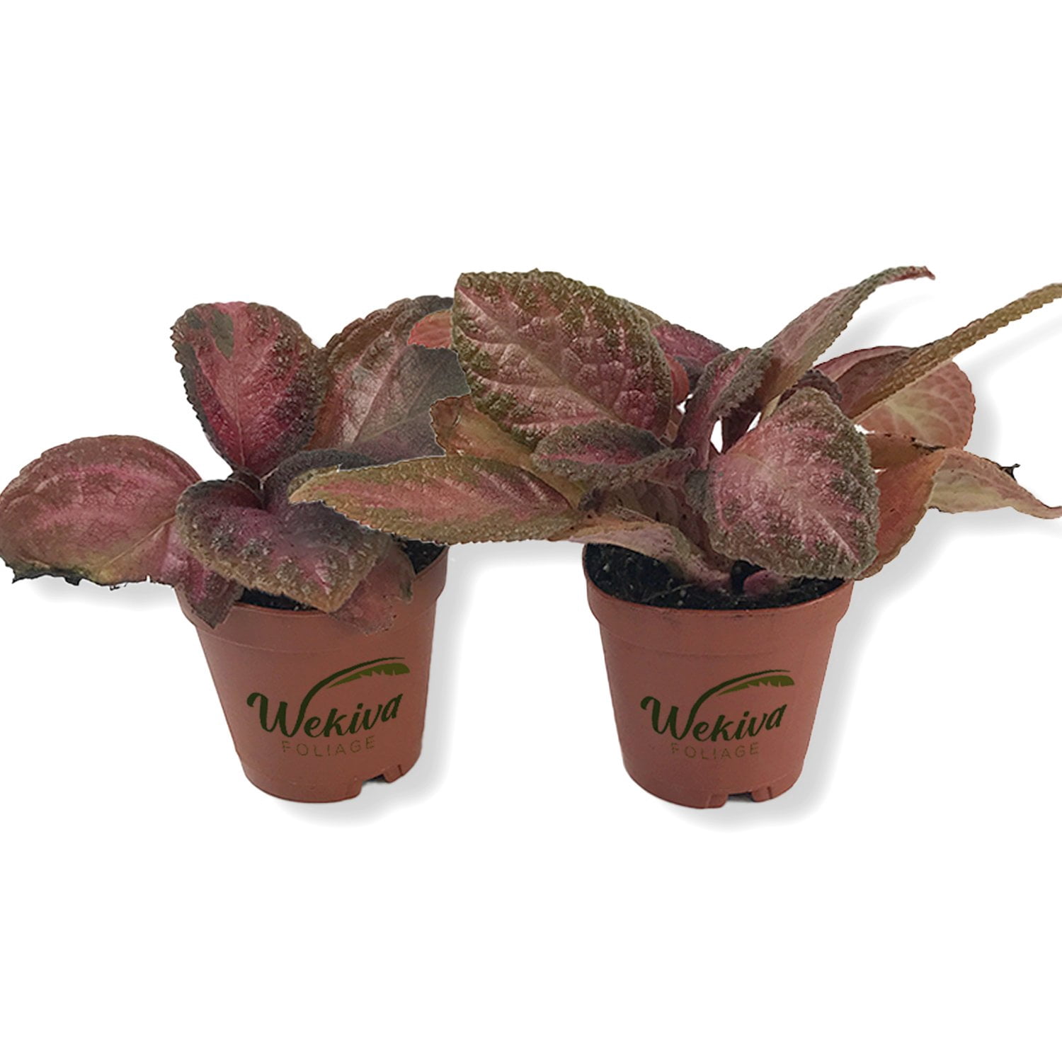 Purple Rain Episcia - 2 Live Starter Plants in 2 Inch Pots - Beautiful ...
