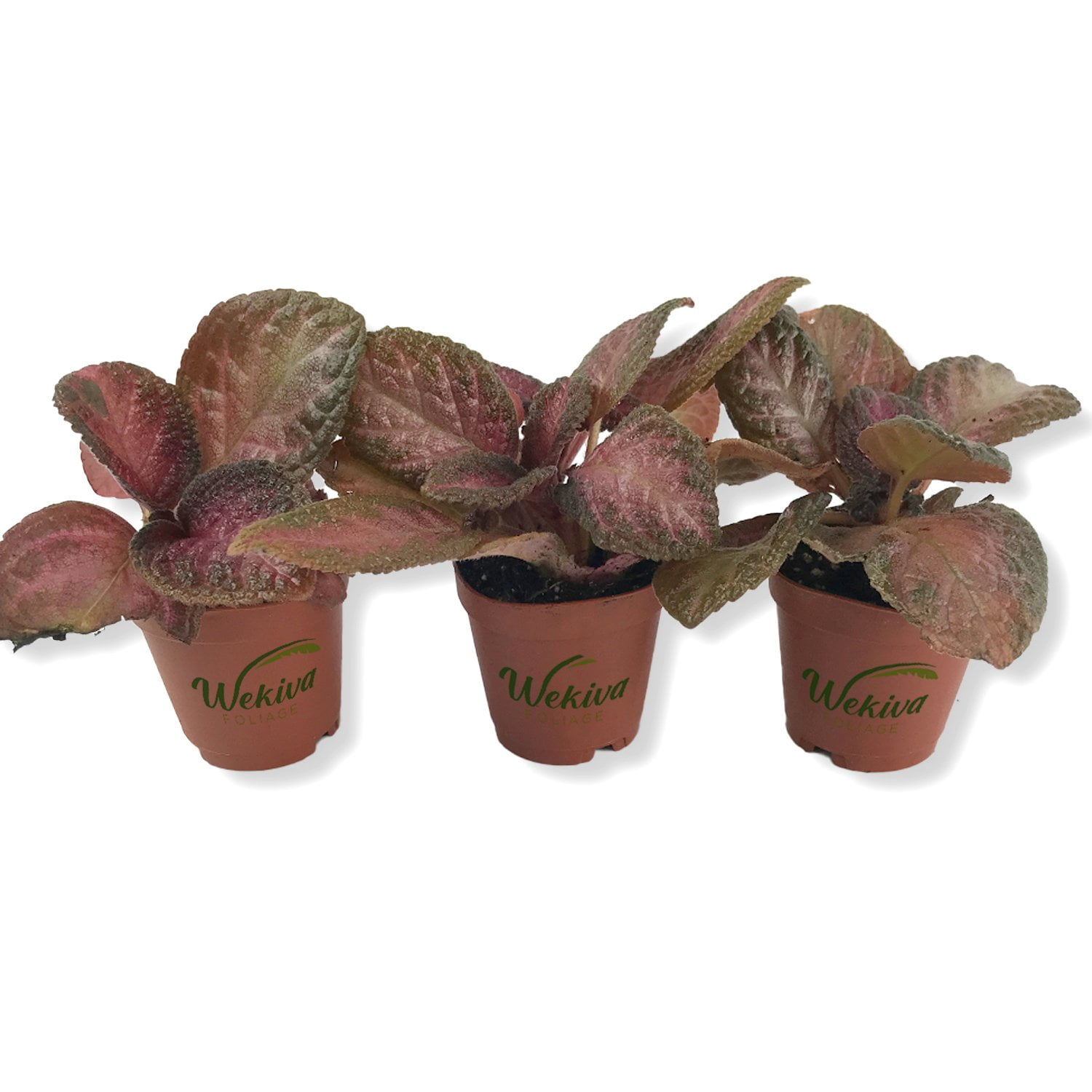 Purple Rain Episcia - 3 Live Starter Plants in 2 Inch Pots - Beautiful ...