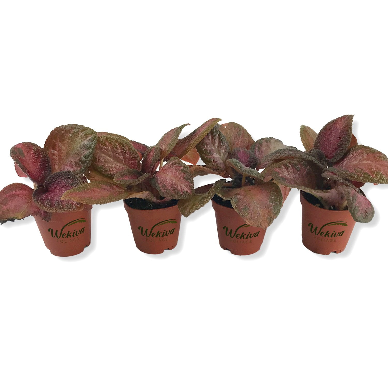 Purple Rain Episcia - 4 Live Starter Plants in 2 Inch Pots - Beautiful ...