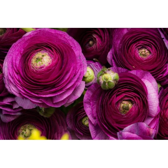 Purple Ranunculus Bulbs for Planting - (10 Bulbs) - Walmart.com