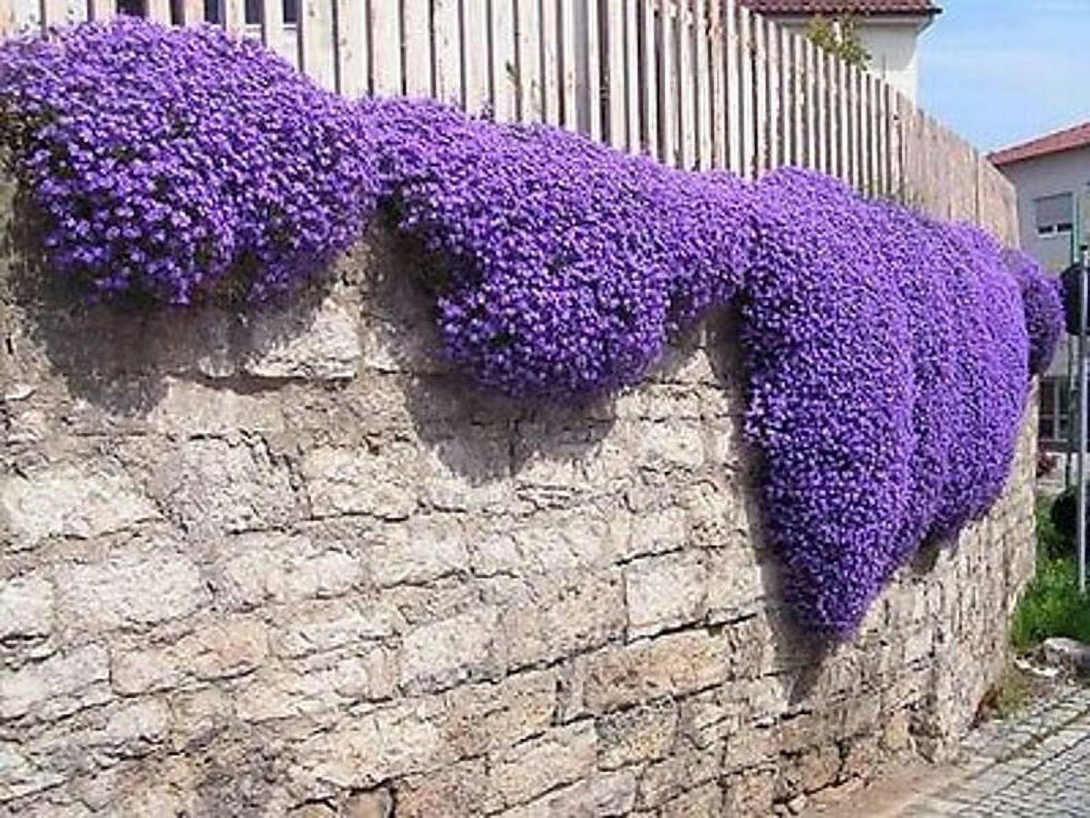 Purple Rock Cress - 100+ Seeds - Stunning Color, Low Grower, Great for ...
