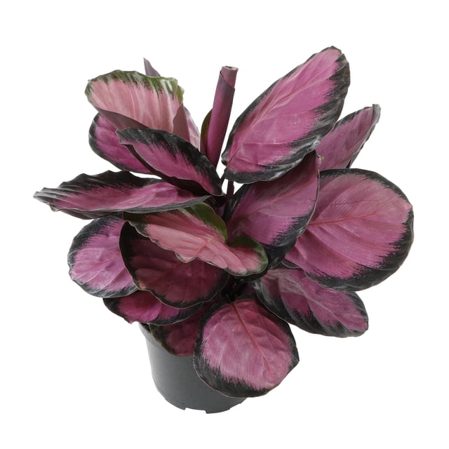 Free Shipping! Purple Rose, Calathea Roseopicta | 6in Pot | Live ...