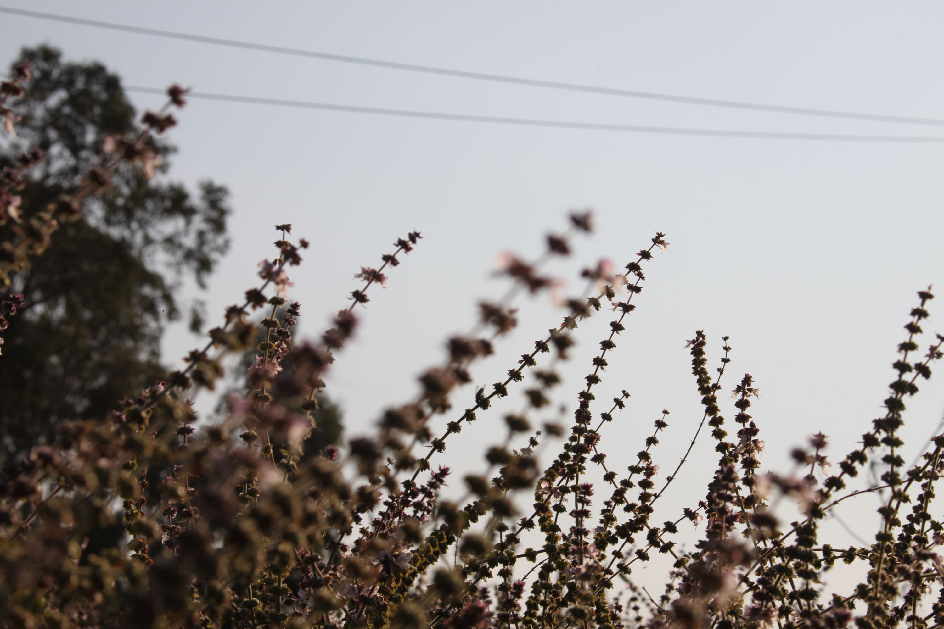 Purple Ruffled Basil Seeds/ Perennial/ Full Sun/1200 Seeds 2 Grams ...