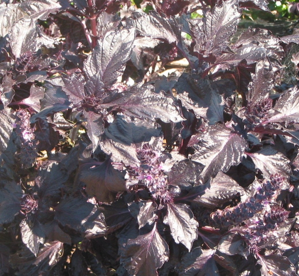 Purple Ruffled Basil Seeds/ Perennial/ Full Sun/ 17K Seeds 1 oz ...