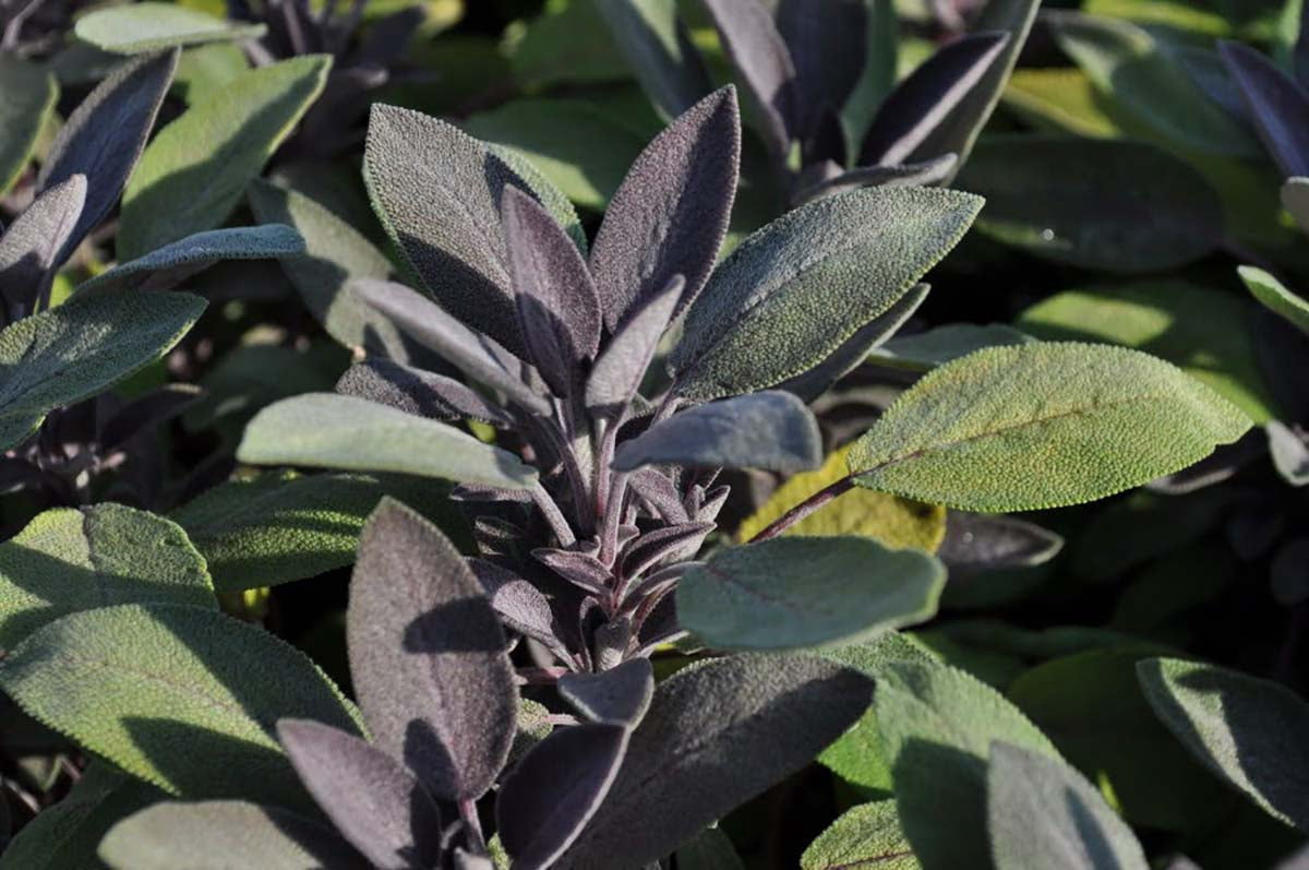 Purple Sage Plant