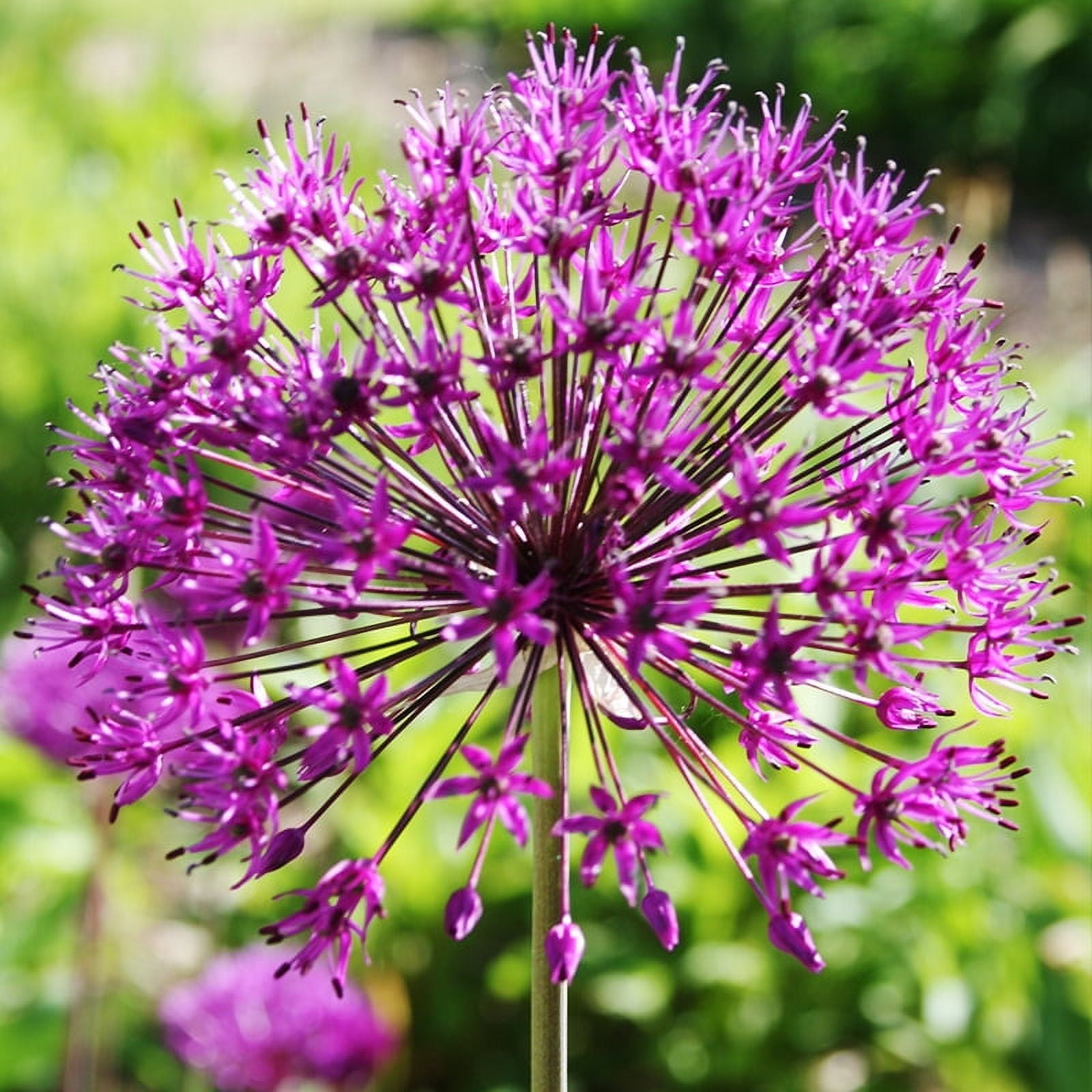 Purple Sensation Allium Flower Bulbs - 5 Bulbs per Pack - Premium Deer ...