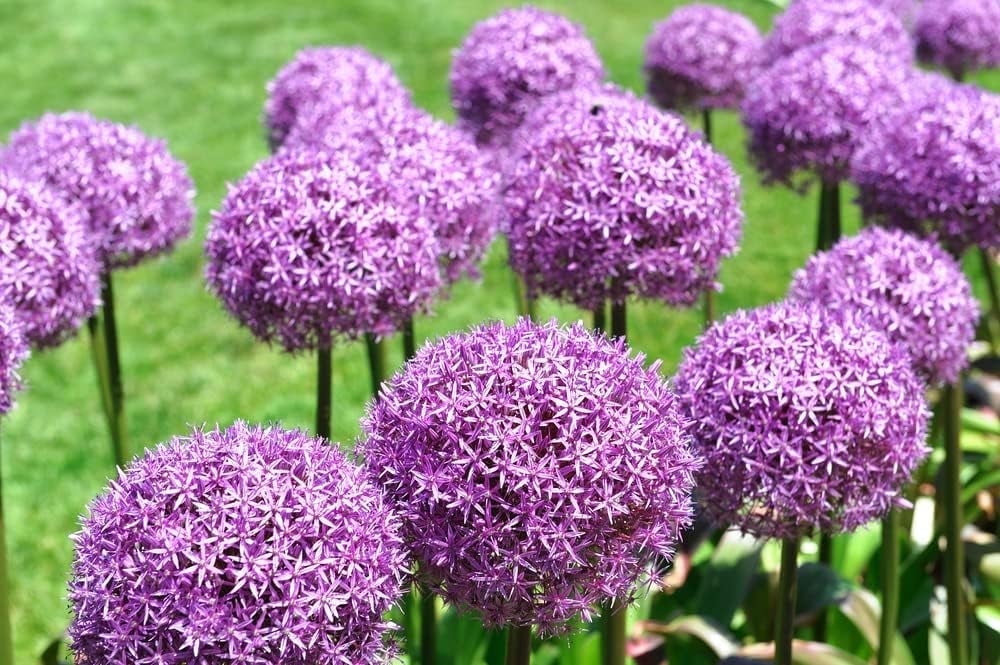 Purple Sensation Allium Bulbs - Ready to Grow Indoors or Outdoors (40 ...