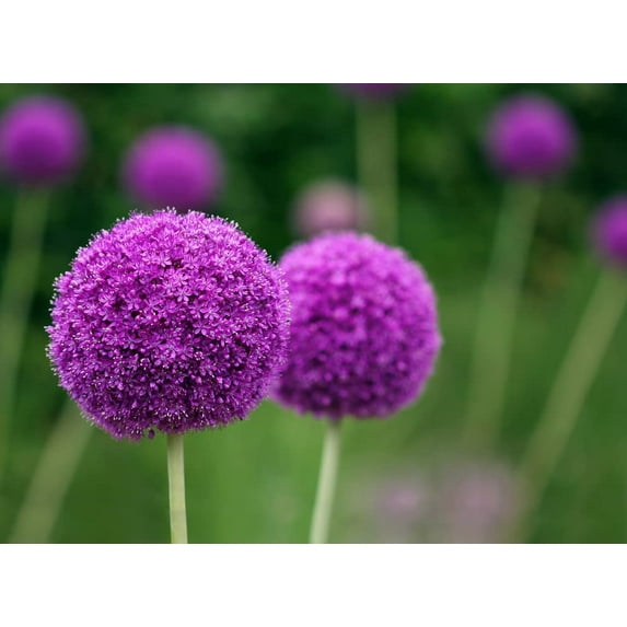 Purple Sensation Allium Bulbs - Ready to Grow Indoors or Outdoors ...