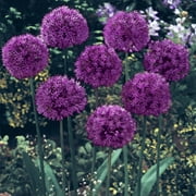Allium Blue