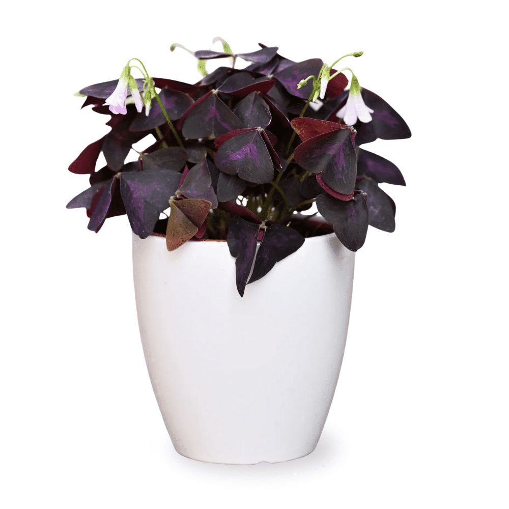 Purple Shamrock Live Plant, Purple Clover Plant, Symbol of Luck ...
