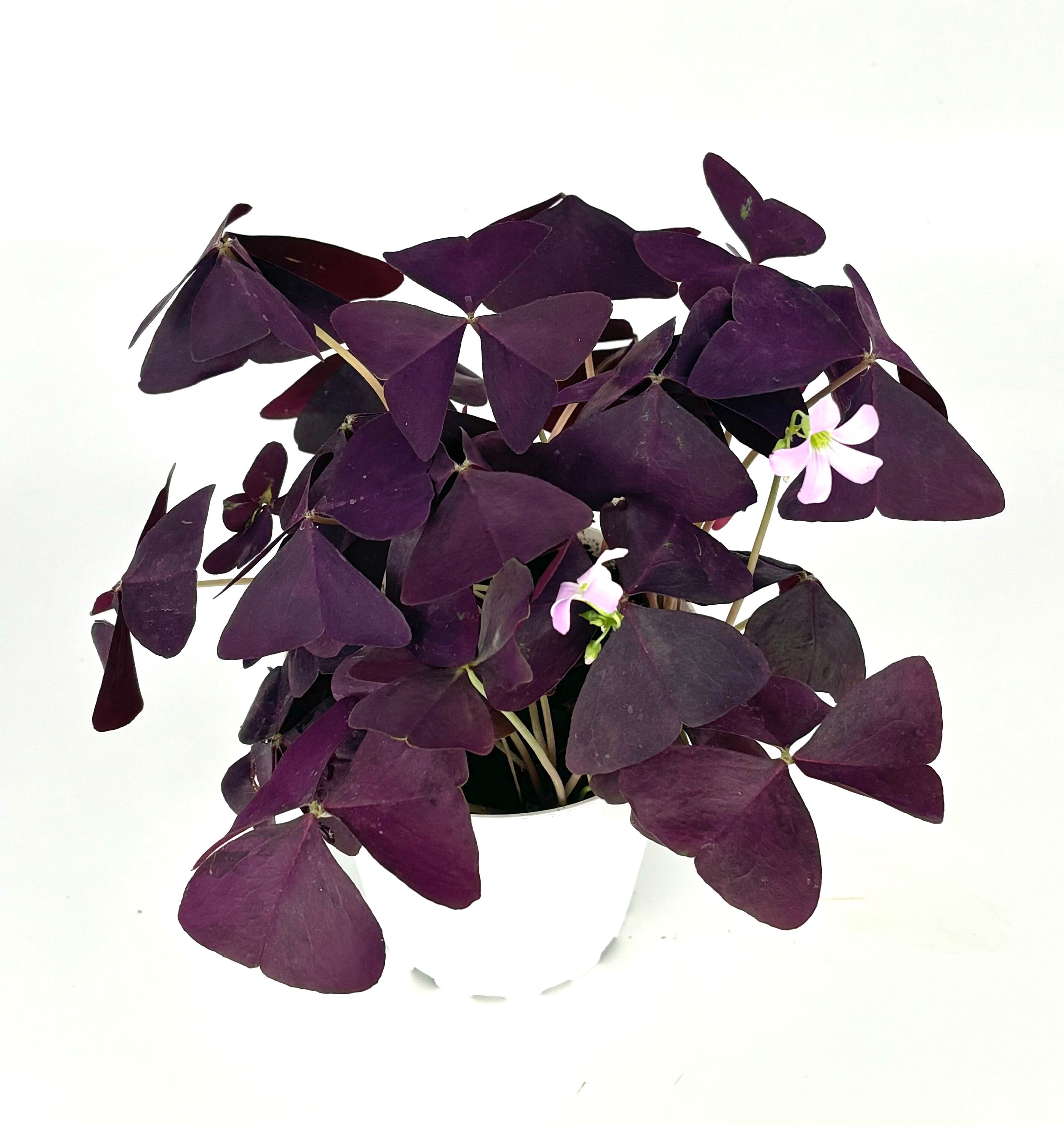 Purple Shamrock Oxalis Triangularis Live Plants in White Pot, Good Luck ...