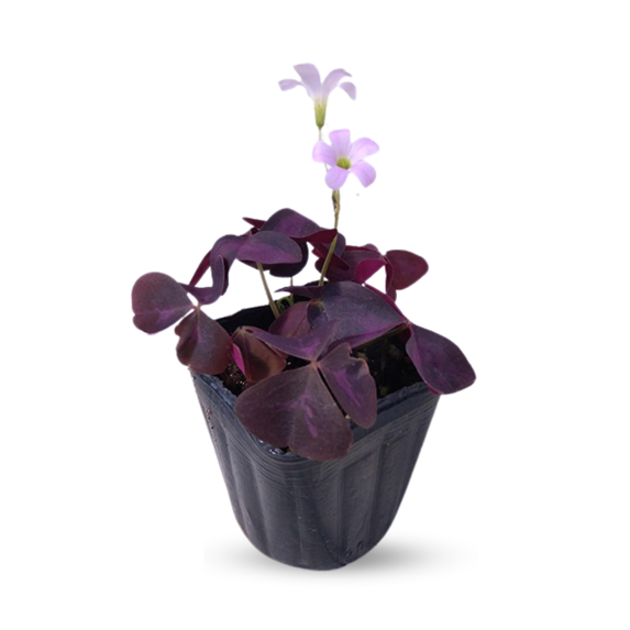 Purple Shamrock Plant, 4-6 Inch Oxalis Triangularis Live Plant for ...