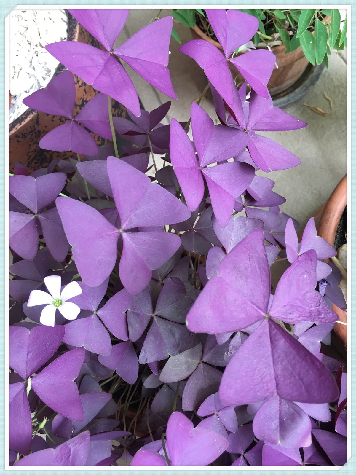 Lucky Purple Clover Plants 20pcs Purple Oxalis Shamrock Bulbs - Oxalis ...