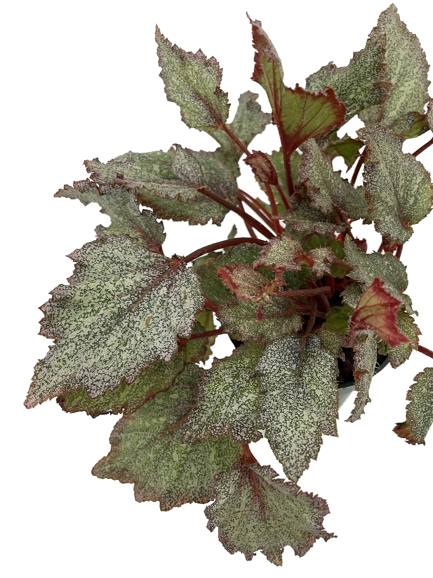 Purple Spec Rex Begonia Plant - 4" Pot - Great Houseplant - Walmart.com