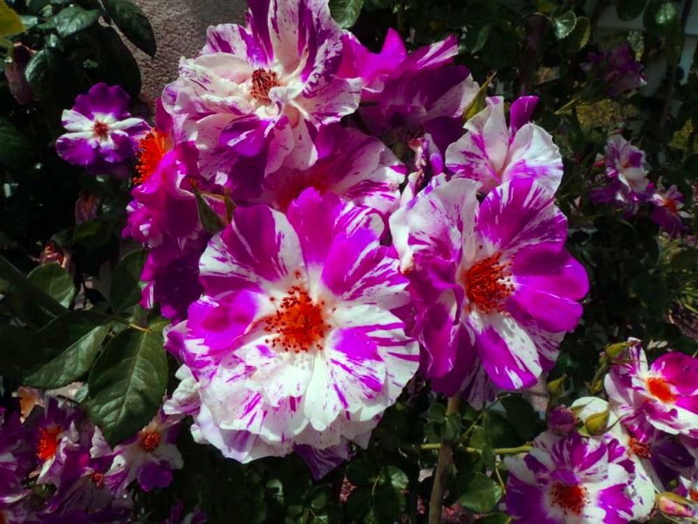 Purple Splash Climbing Rose
