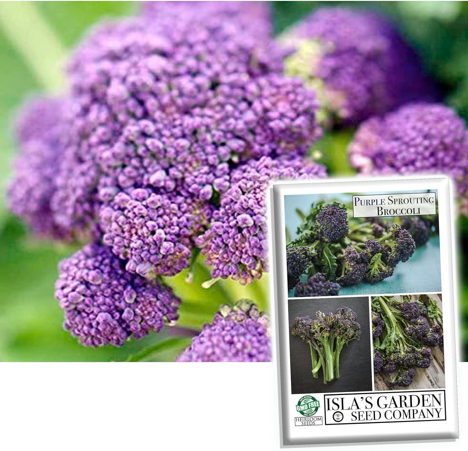 Purple Sprouting Broccoli Seeds - 500+ Heirloom Non-GMO Seeds for Home ...
