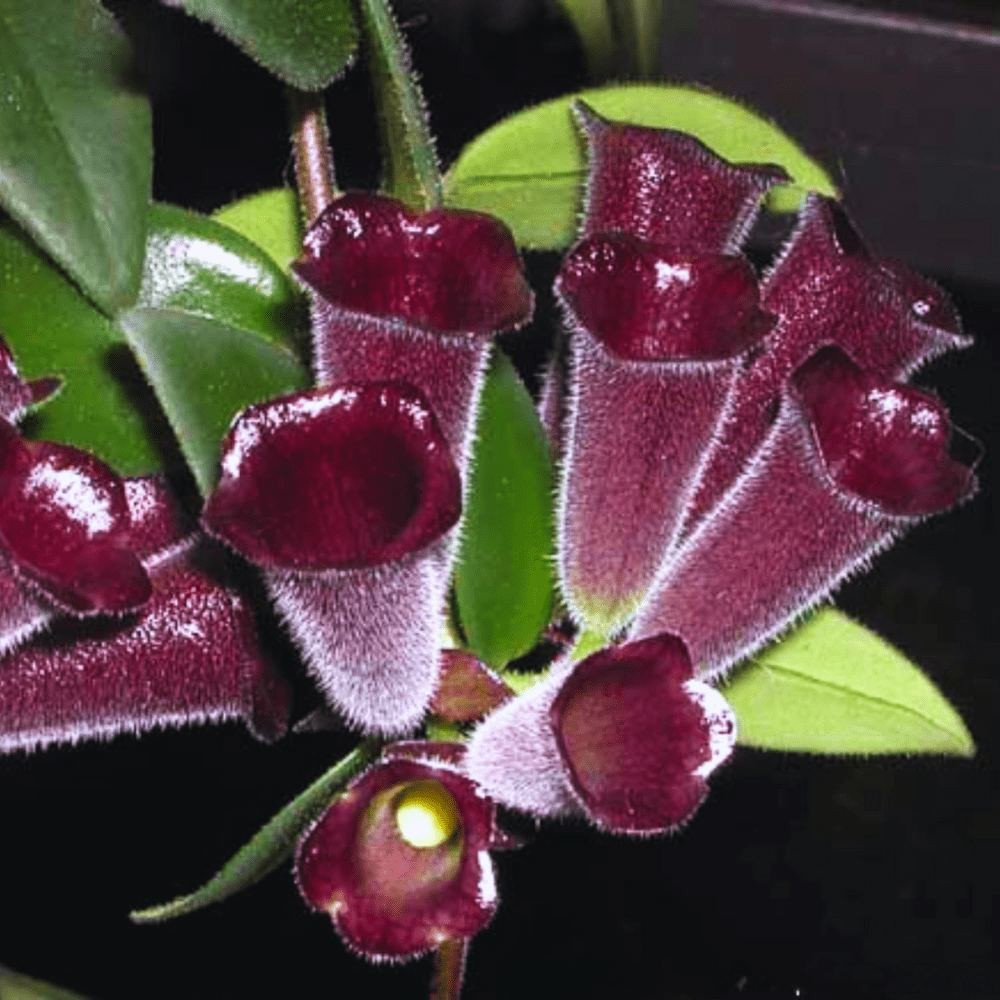 Purple Star Lipstick Plant Live Houseplant, In 2 Inc Pot, Aeschynanthus ...