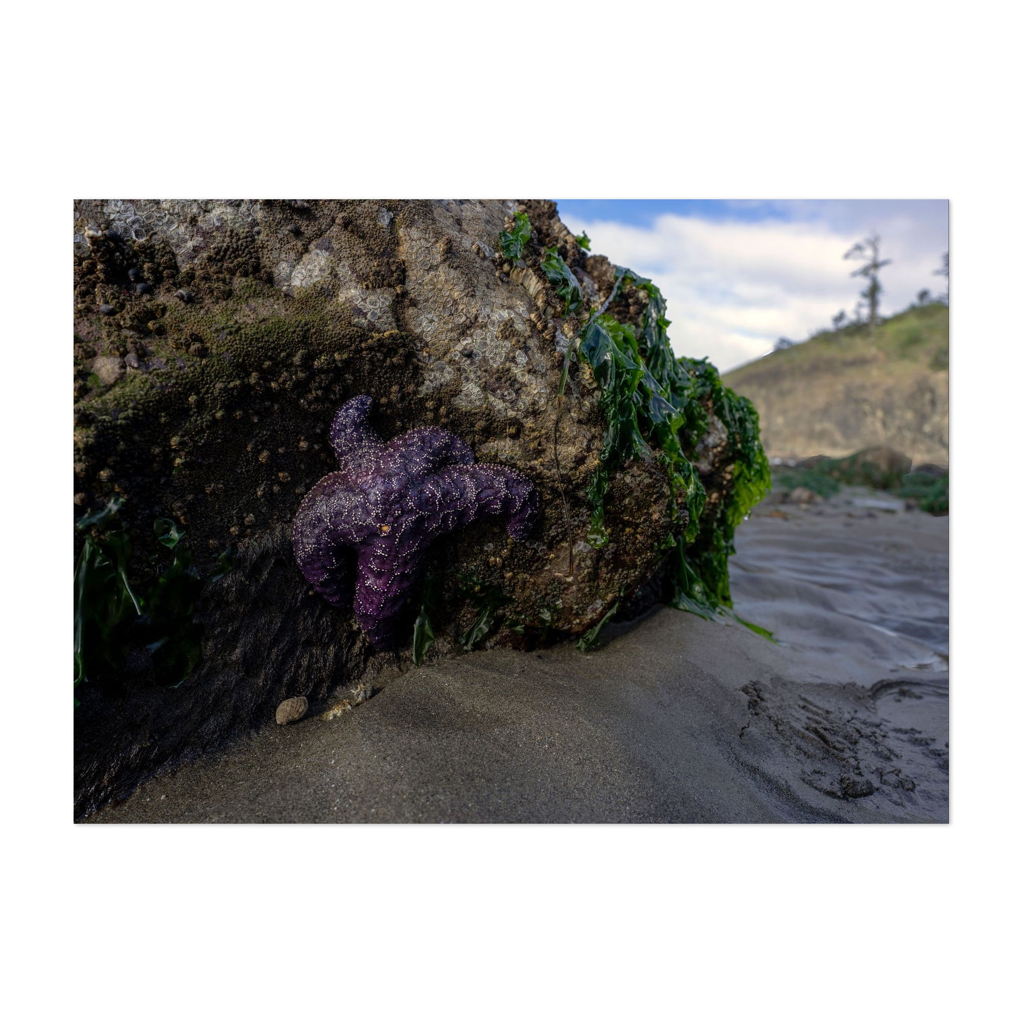 Purple Starfish - Washington Photography Marine Life Seaside Coast ...