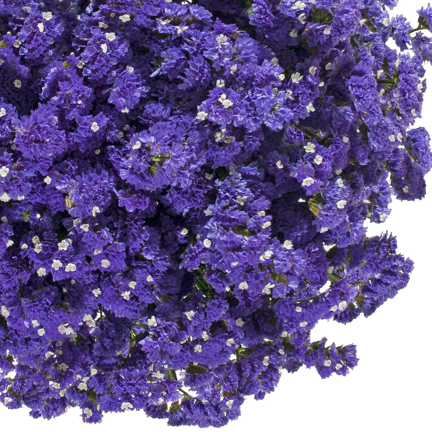 Purple Statice - Farm Direct Fresh Cut Flowers - 200 Stems - Walmart.com