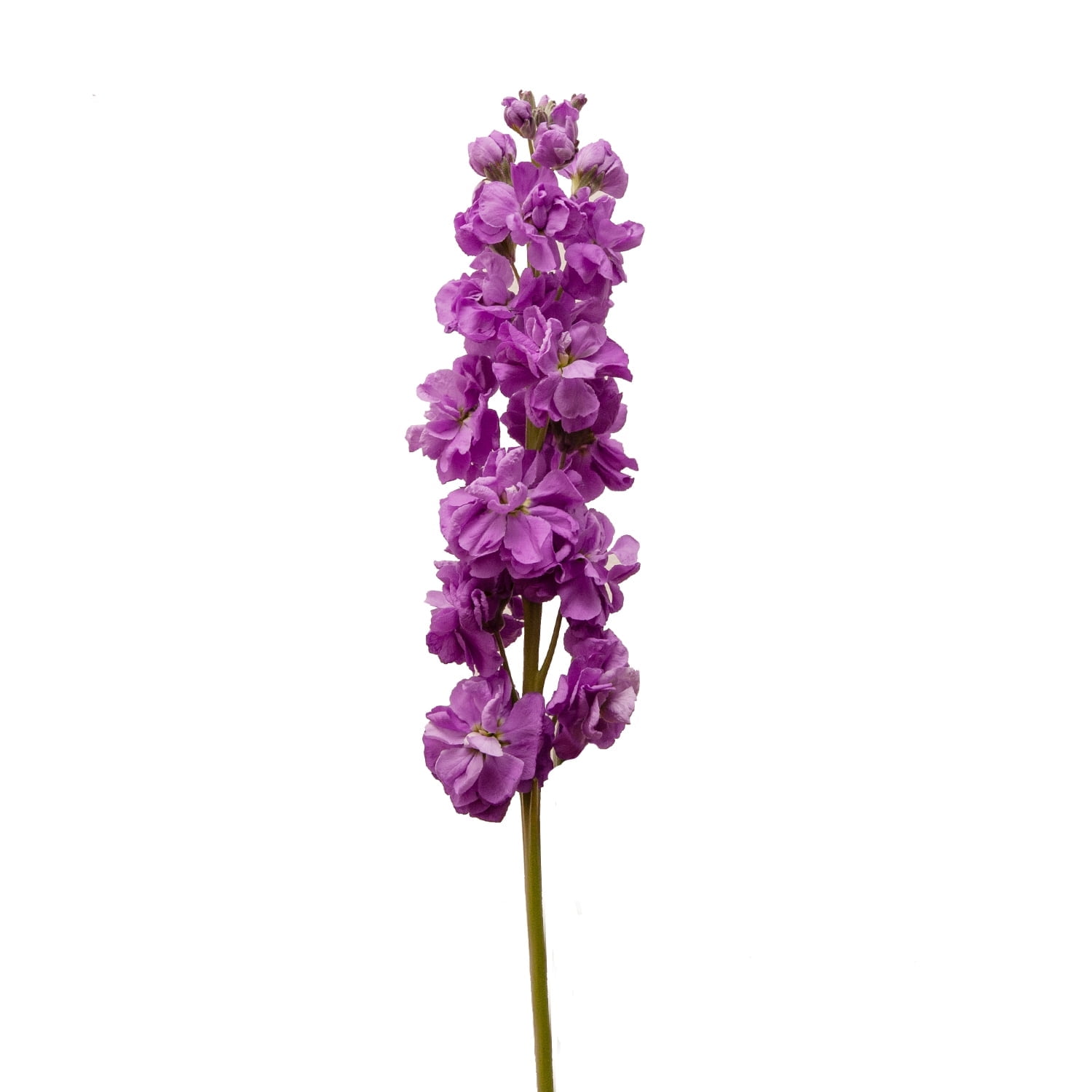 Purple Stock - Farm Direct Fresh Cut Flowers - 140 Stems - Walmart.com