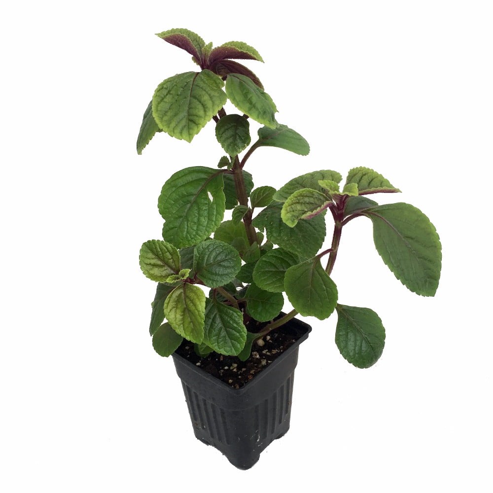 Purple Swedish Ivy Plant - Plectranthus purpuratus - 4" Pot - Walmart.com