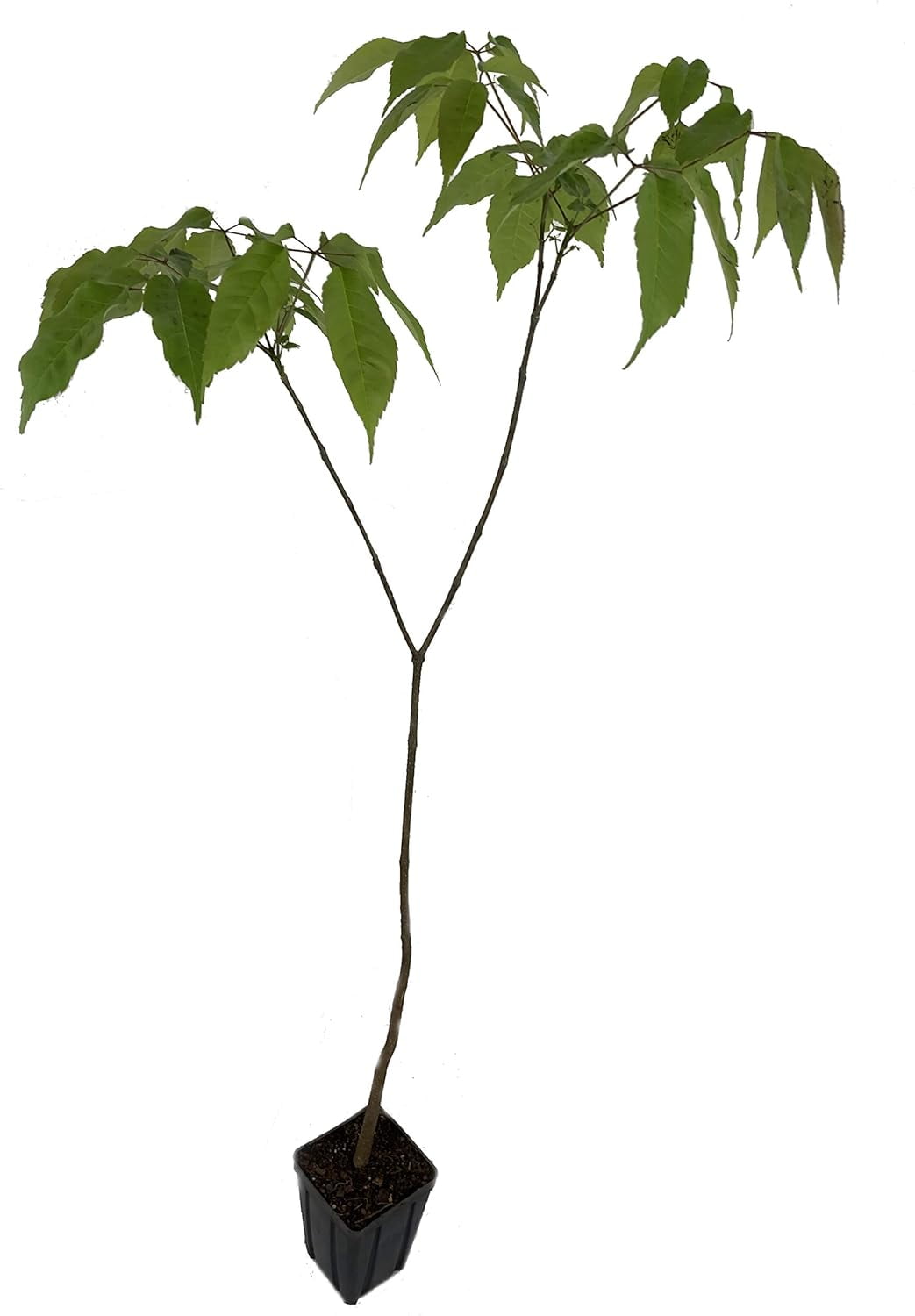 Purple Tabebuia Trumpet Tree - 3 Live Plants in 4 Inch Pots - Tabebuia ...