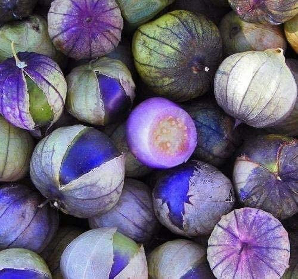 Purple Tomatillo Seeds for Growing | 100+ Seeds | Make Salsa | Made in ...