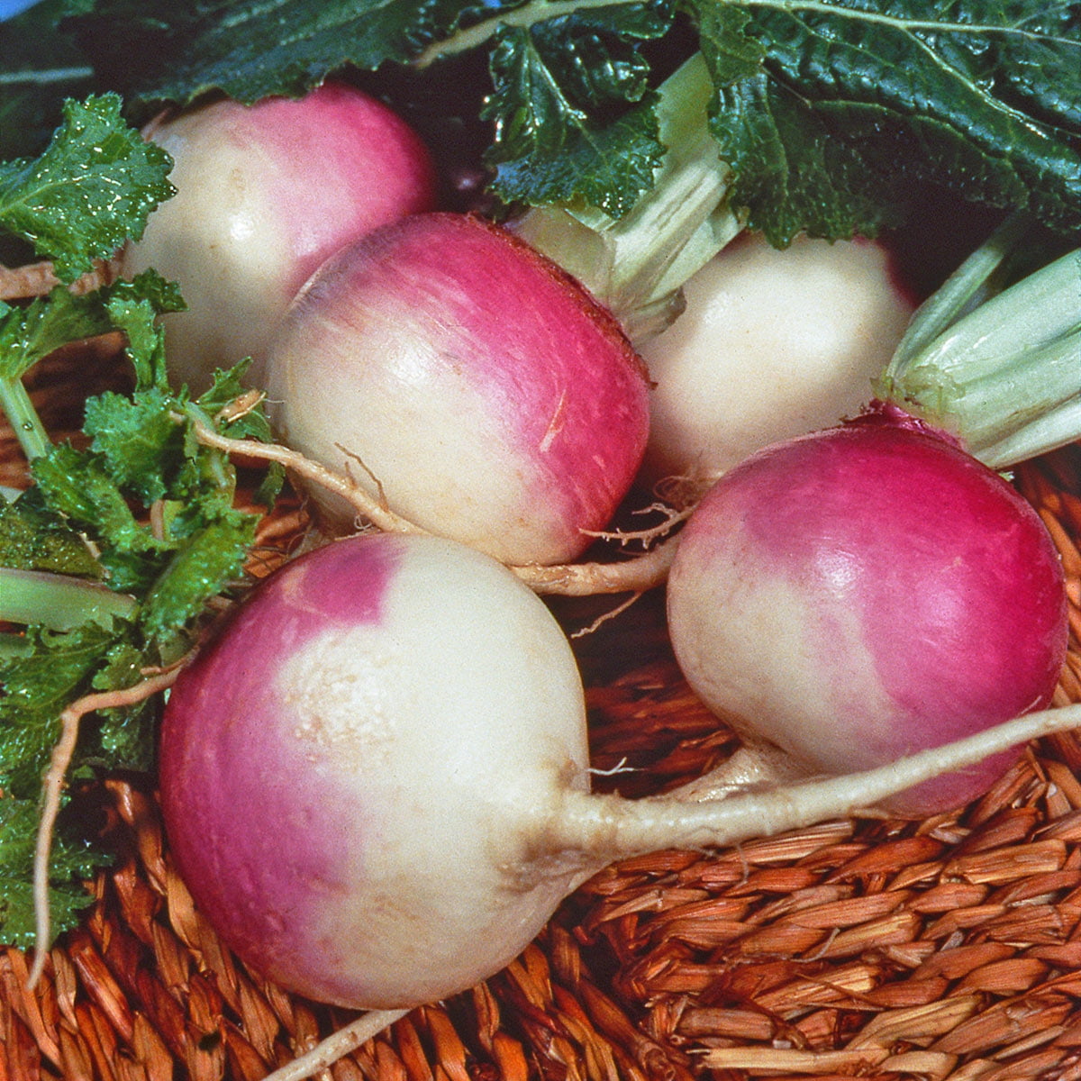 Purple Top White Turnip - 2 seed tapes measuring 7.5 feet long each ...