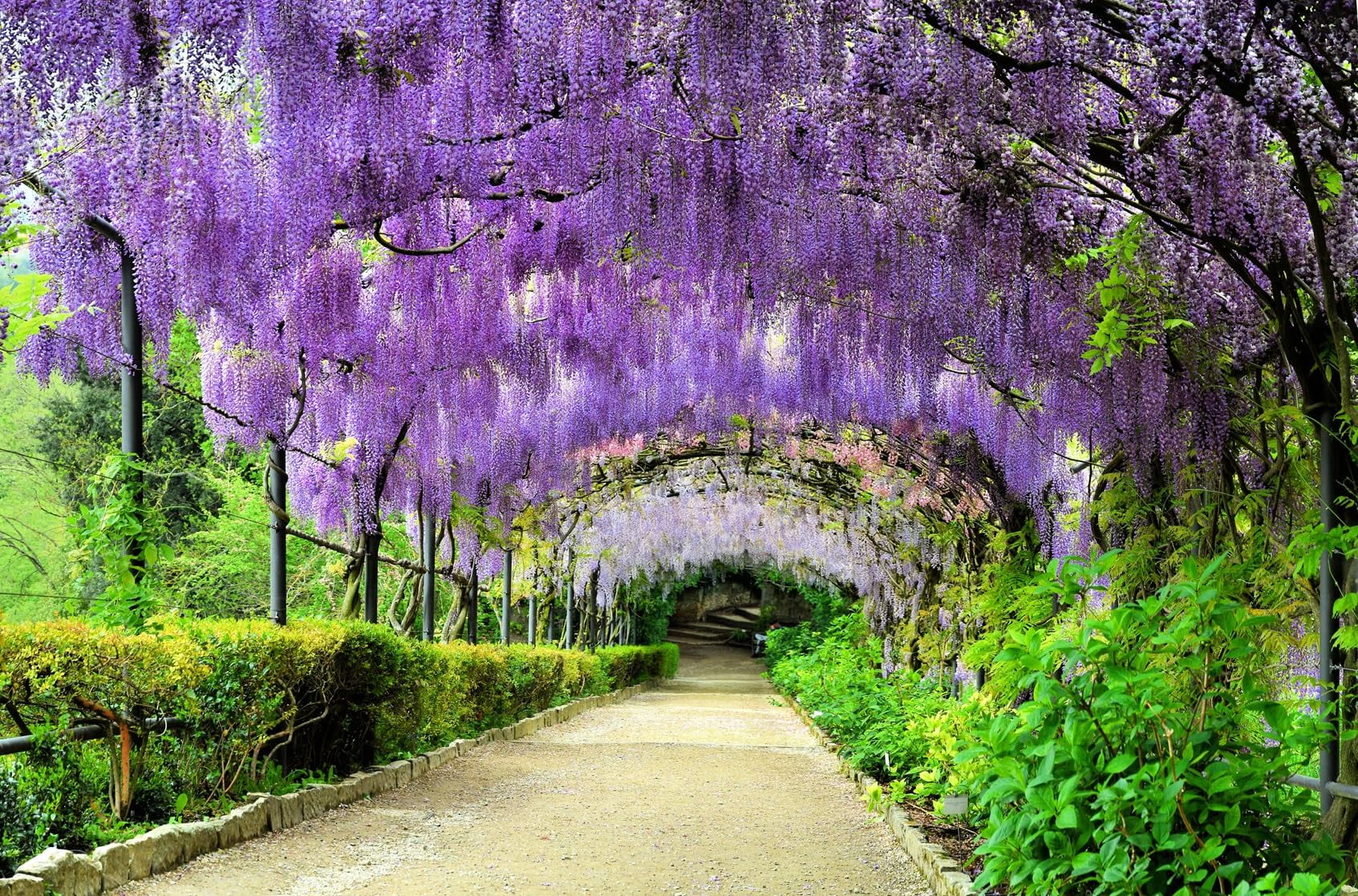 Purple Wisteria Vine Seedlings for Planting - Wisteria sinensis - 1 ...