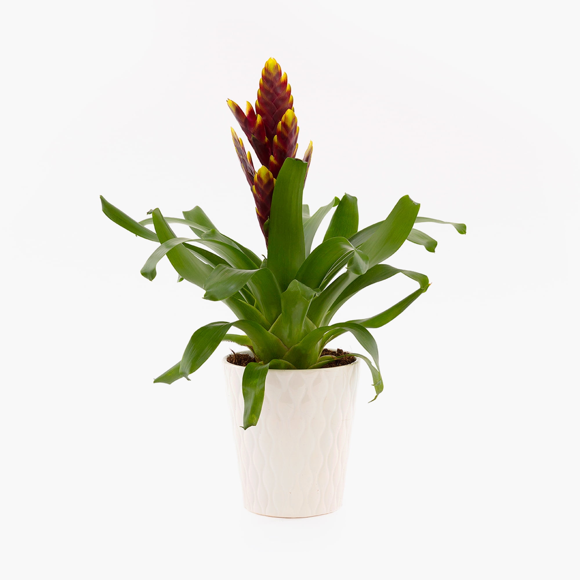 Purple and Maroon Bromeliad - Walmart.com