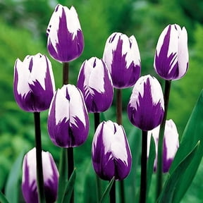 Blue Moon Crocus Mix - 10 Bulbs, Perennial Purple/Blue Blooms, Ships ...